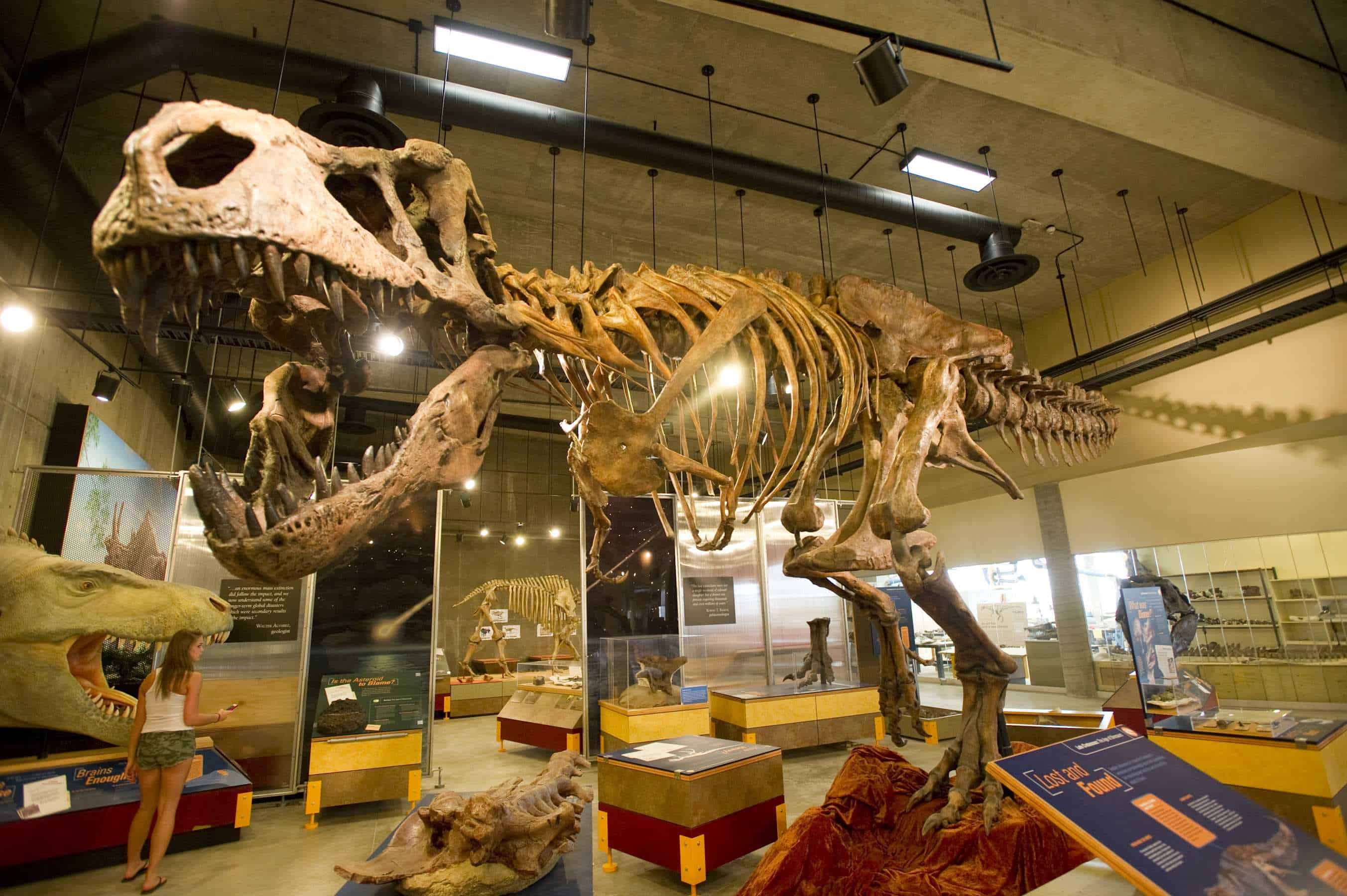 T.Rex „Scotty“ wird Wahrzeichen Saskatchewans - Faszination Kanada